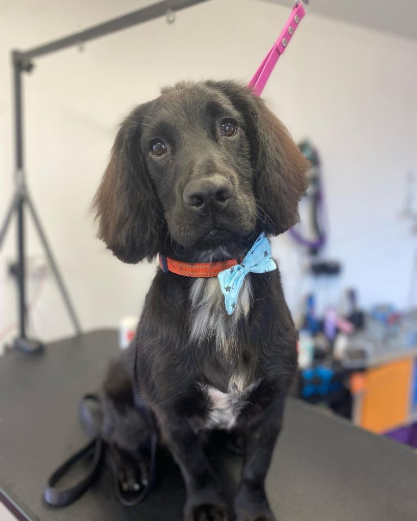 Dog Groomers in Bristol | Gallery | Sweets Dog Grooming