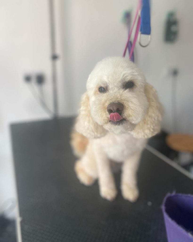 Dog Groomers in Bristol | Gallery | Sweets Dog Grooming