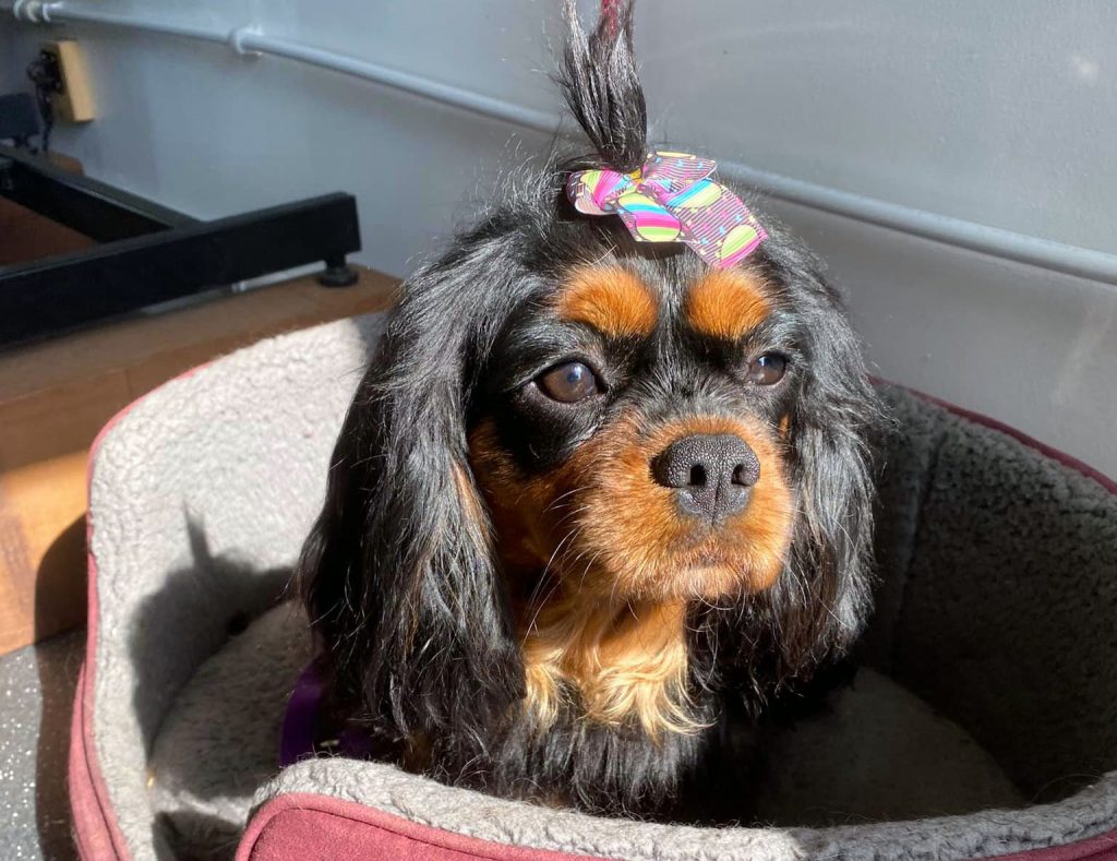 Dog Groomers in Bristol | Gallery | Sweets Dog Grooming