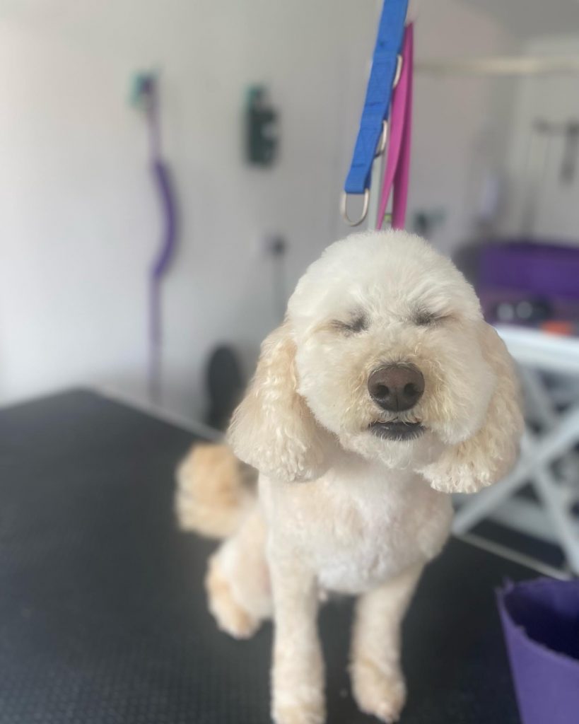 Dog Groomers in Bristol | Gallery | Sweets Dog Grooming